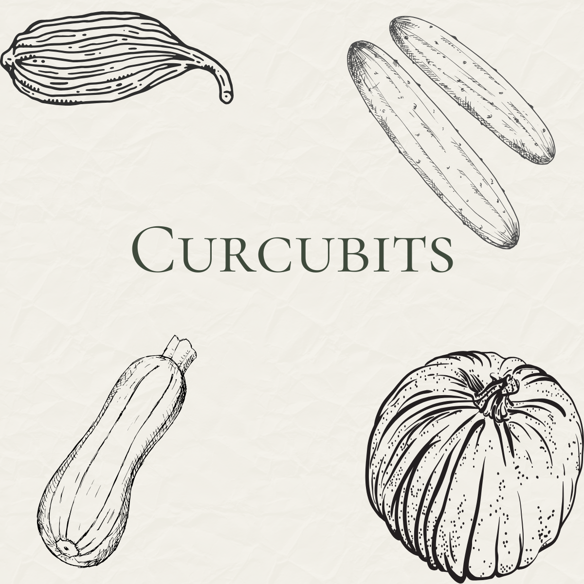 Cucurbit Seeds – The Botanist Calgary