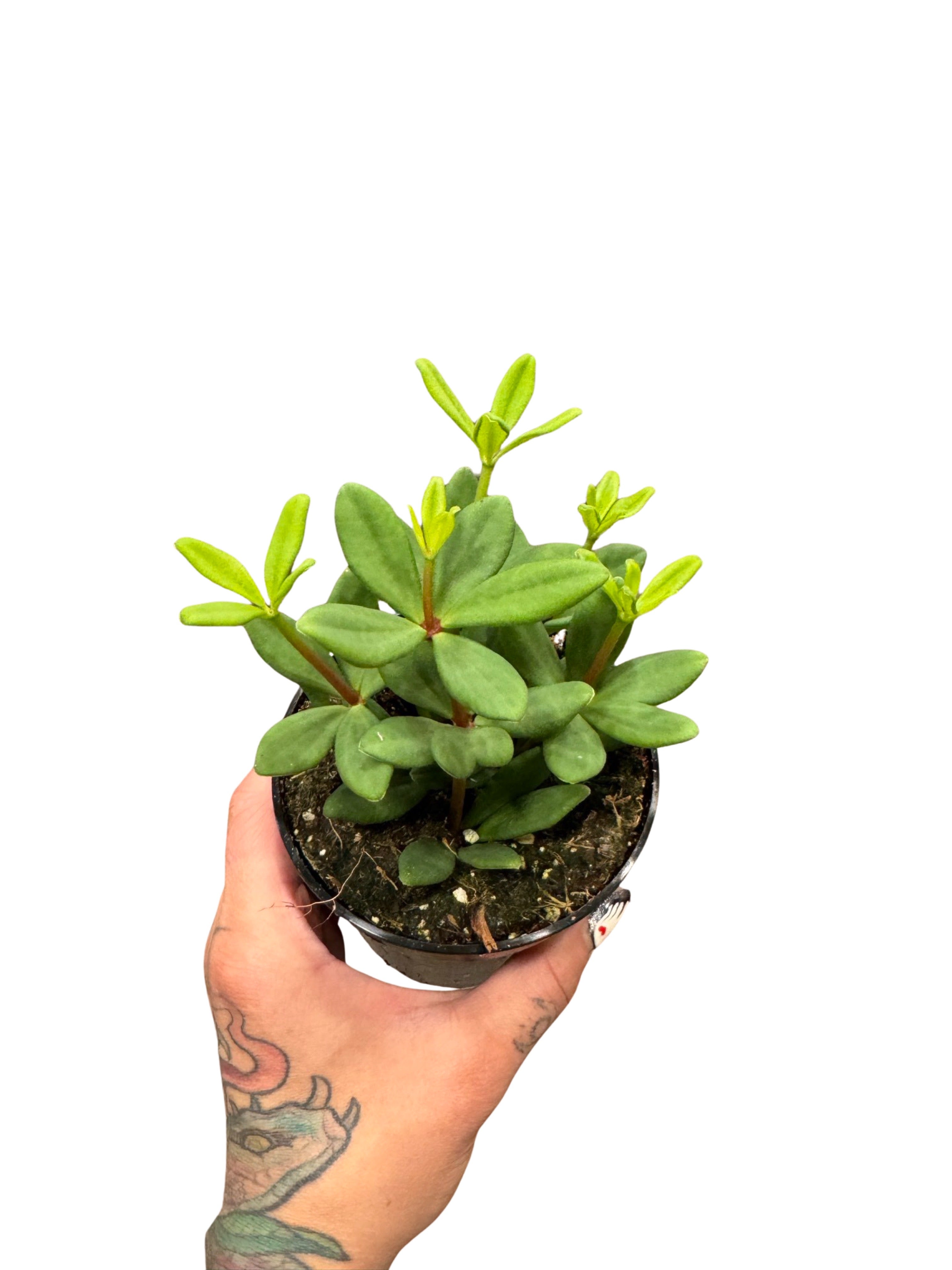 The Botanist Calgary-Plant & Urban Gardening Boutique