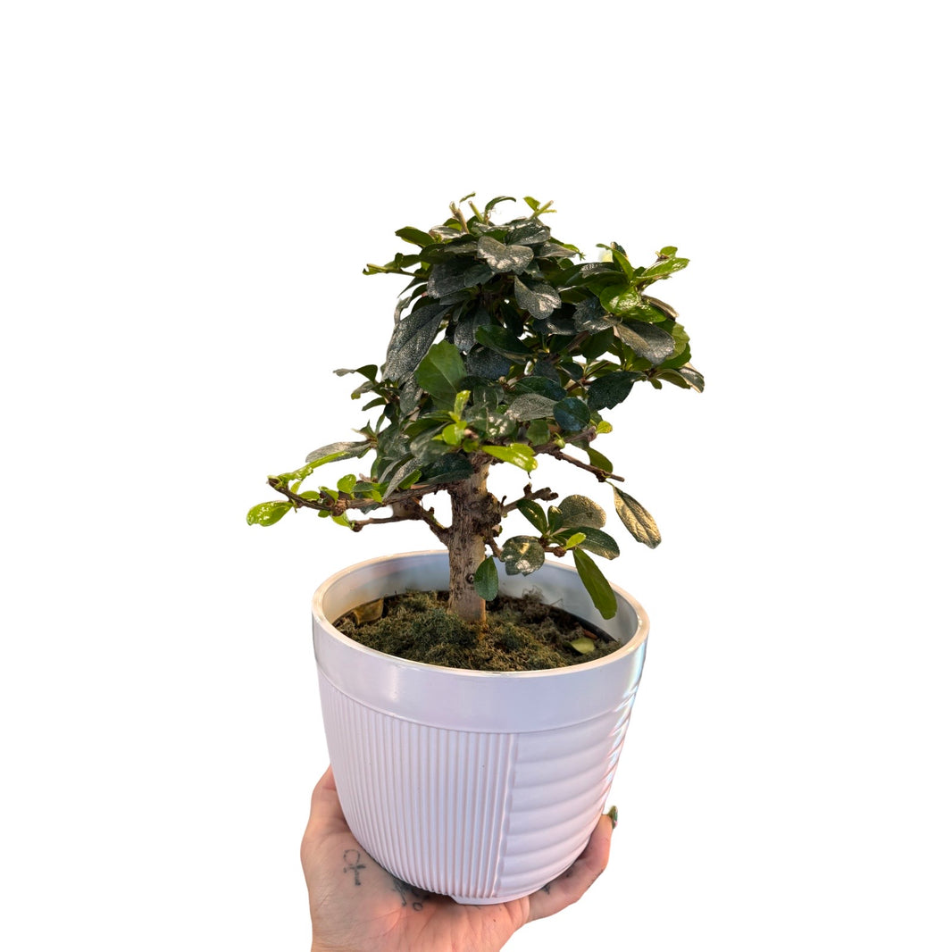 Bonsai – The Botanist Calgary